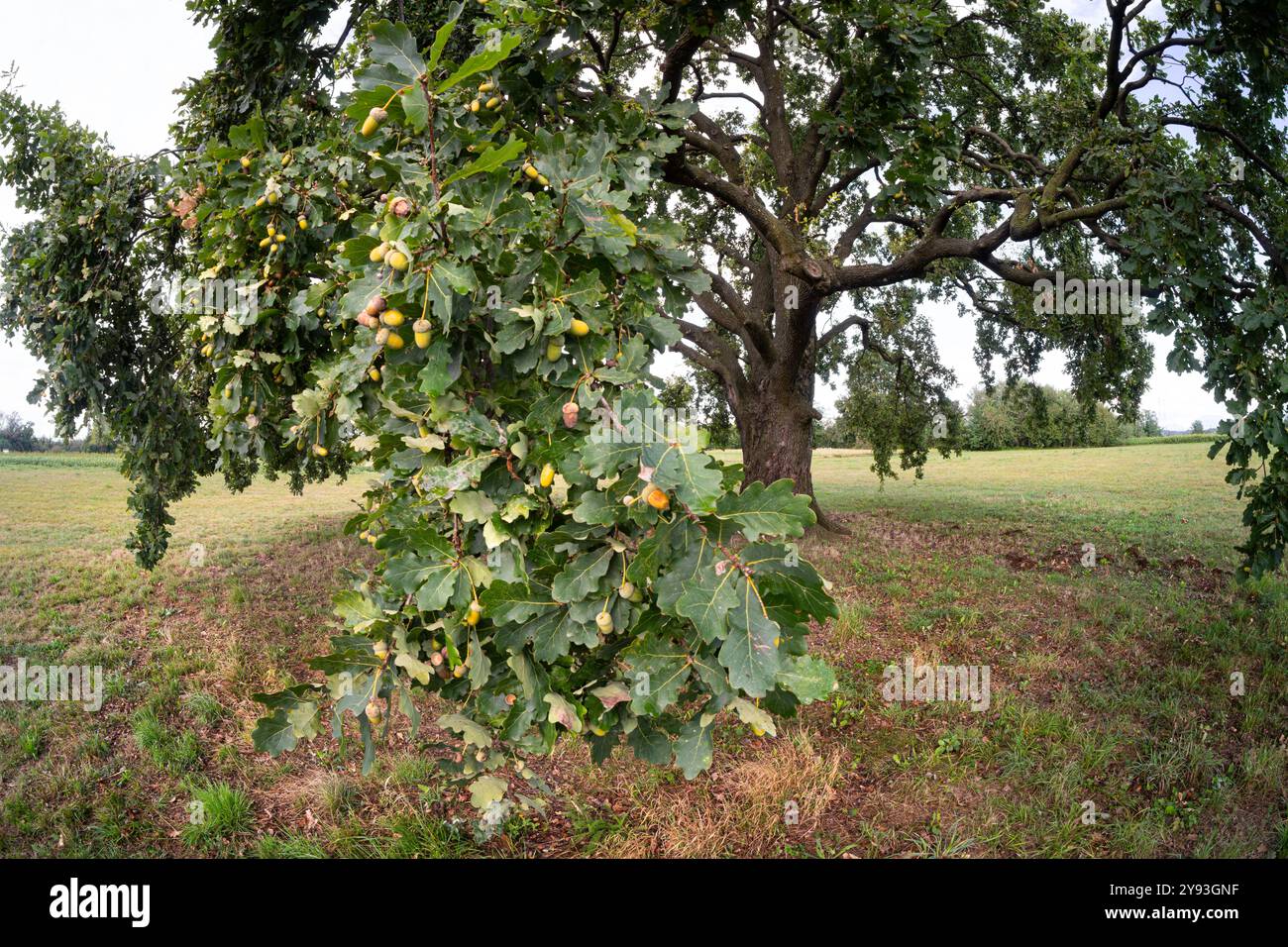 Green crown tree in hi-res stock photography and images - Alamy