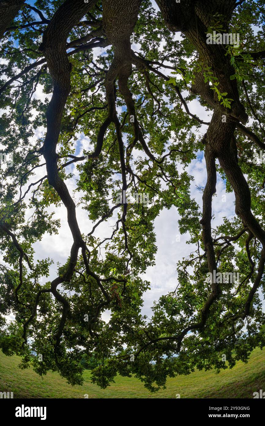Green crown tree in hi-res stock photography and images - Alamy