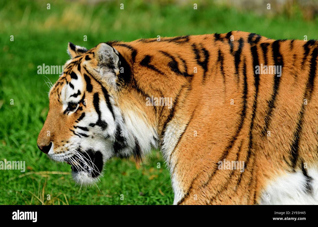 Amur tiger park hi-res stock photography and images - Alamy