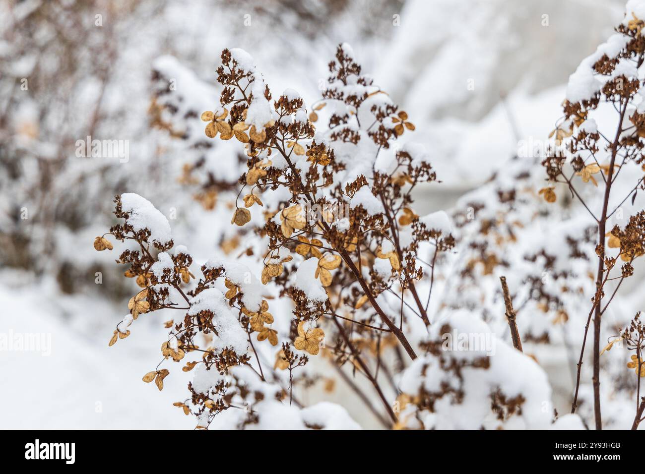 The withered inflorescences of a hydrangea are covered with snow Stock ...