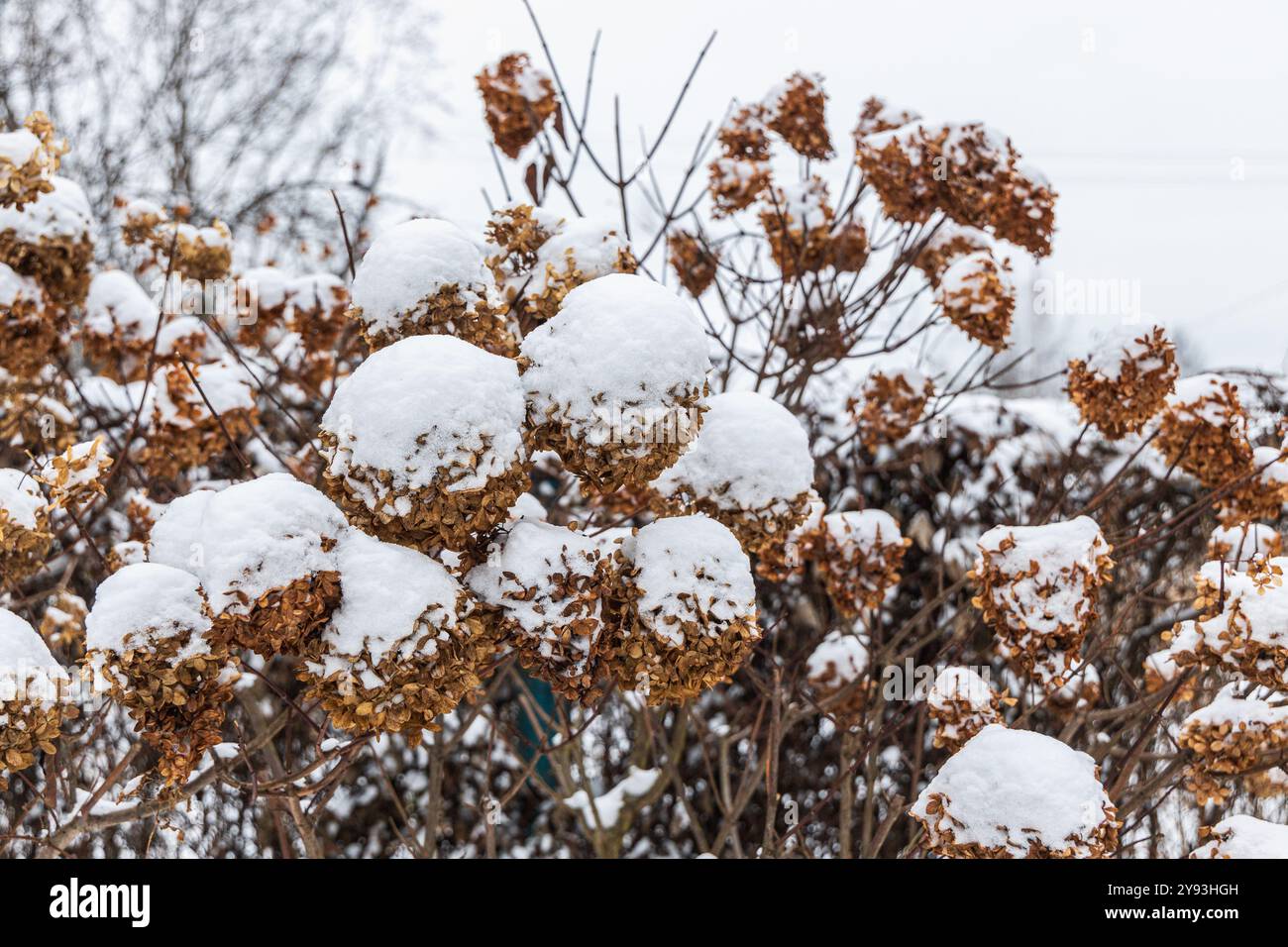 The withered inflorescences of a hydrangea are covered with snow Stock ...