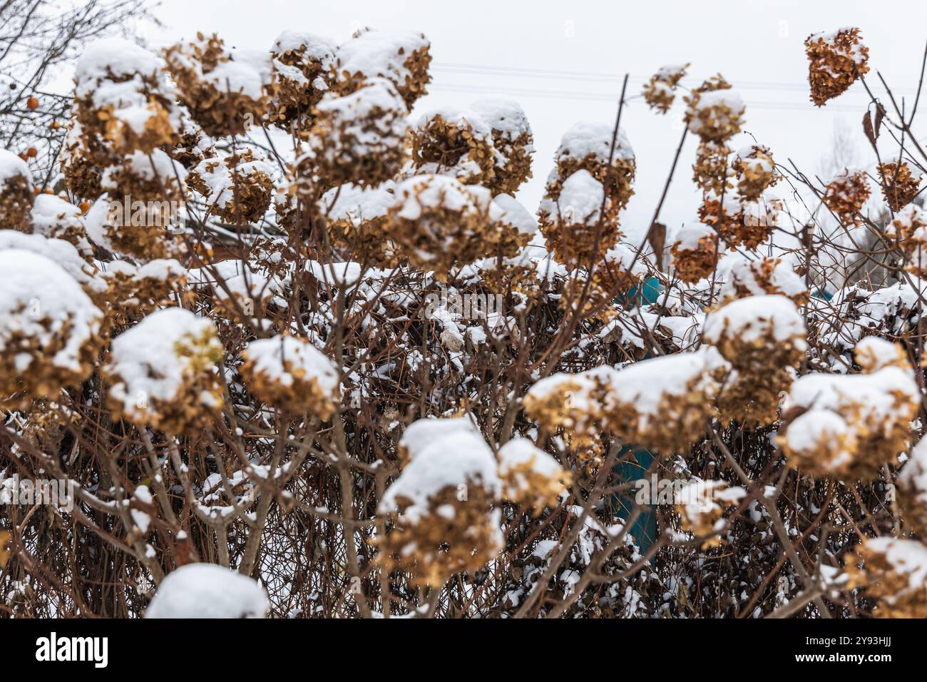 The withered inflorescences of a hydrangea are covered with snow Stock ...