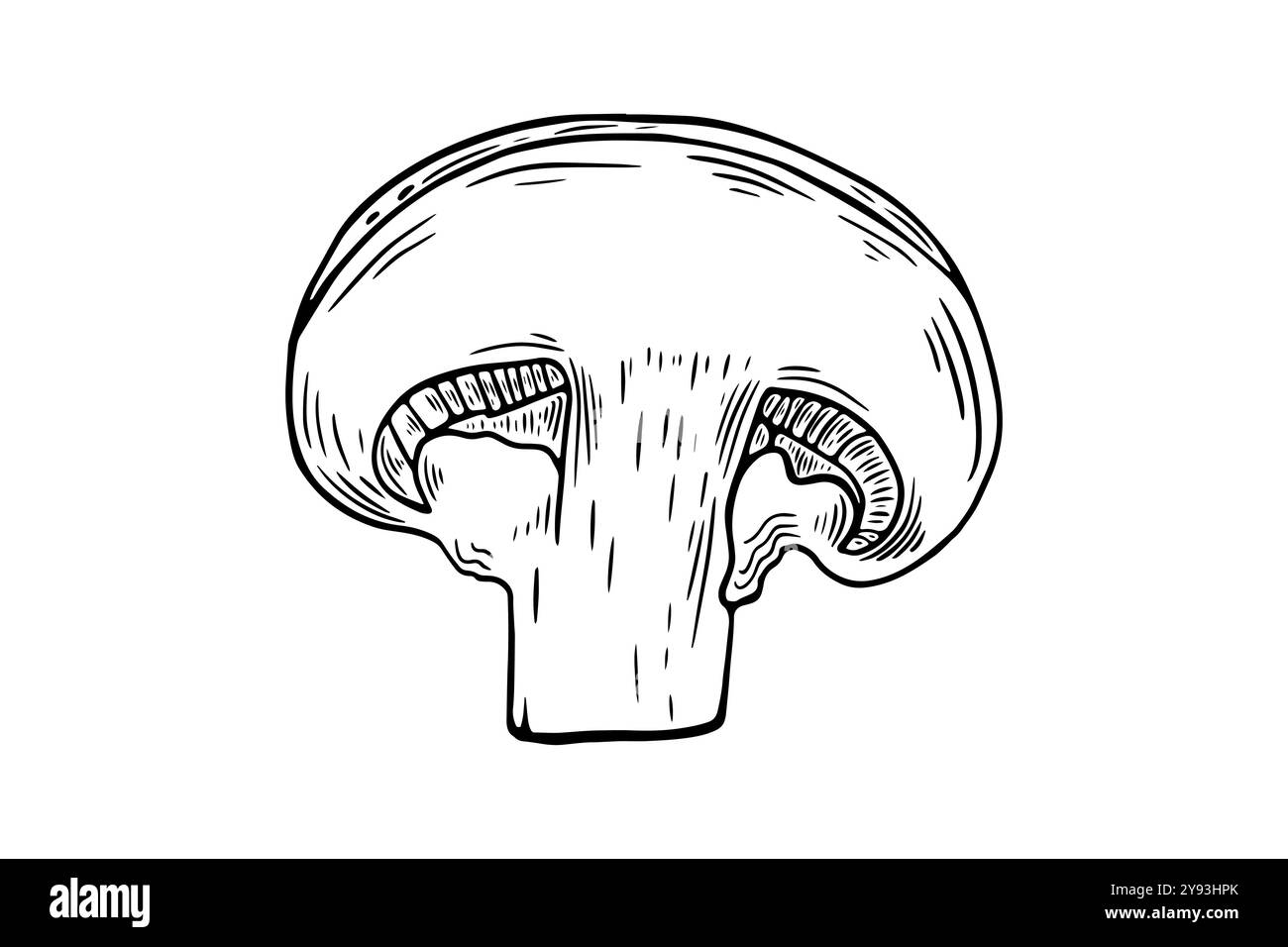 Sketchbook champignon,cut, piece engraving . black and white line ...