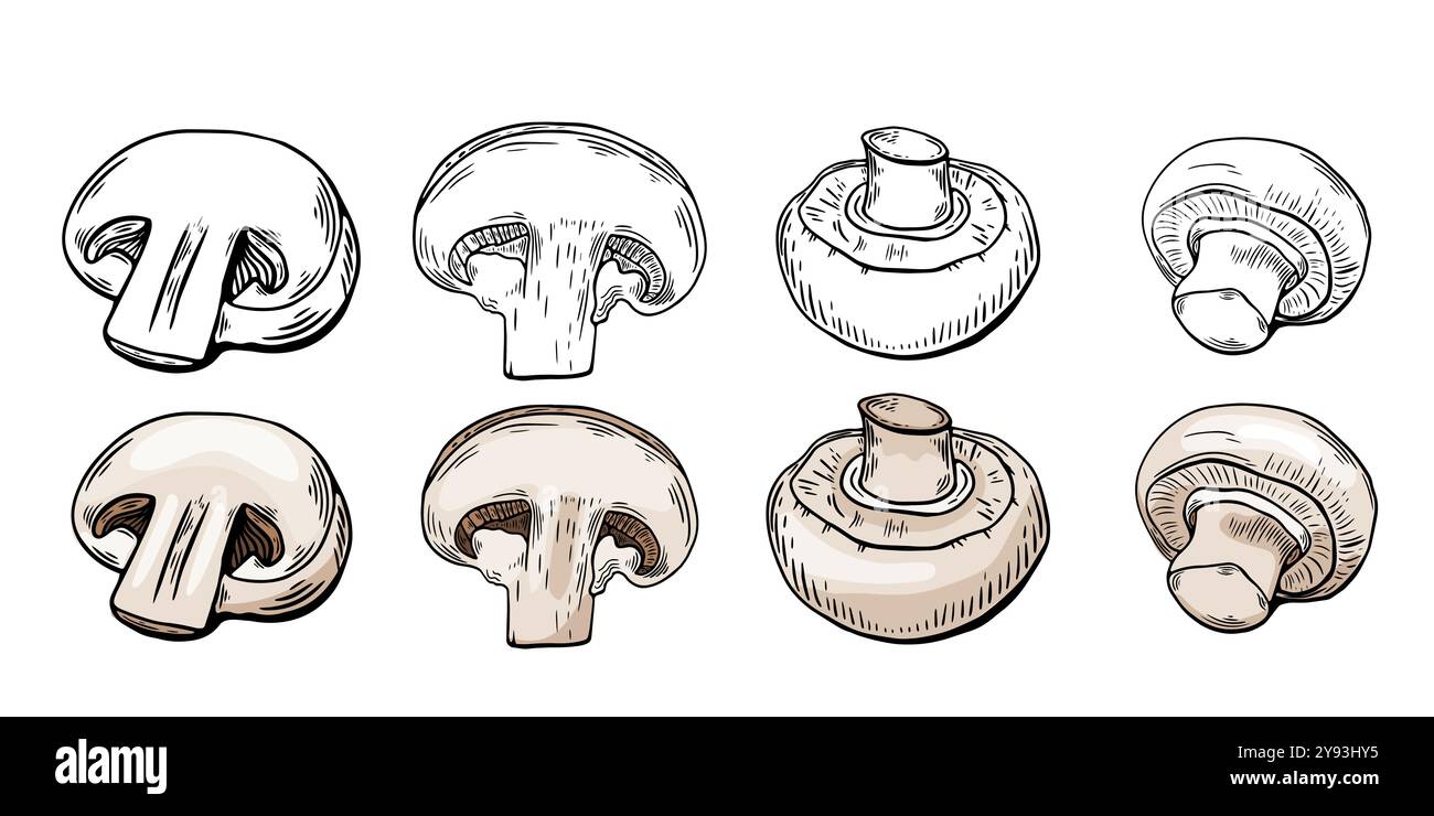 Sketch set champignon mushrooms, engraving with color. black and white ...