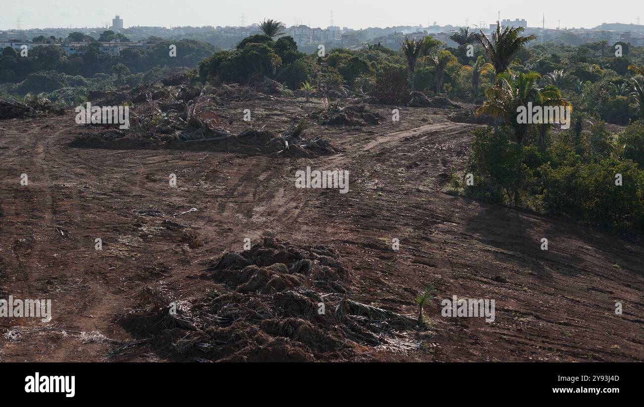 salvador, bahia, brazil - august 22, 2024: Environmental reserve ...