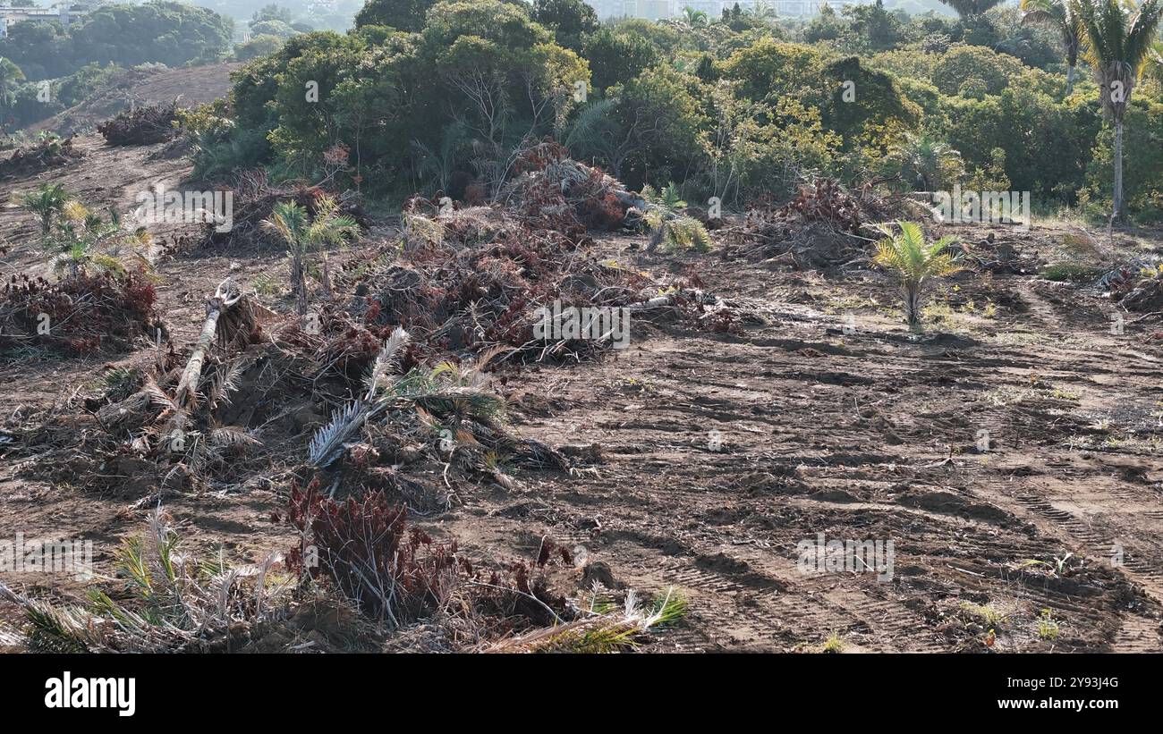 salvador, bahia, brazil - august 22, 2024: Environmental reserve ...