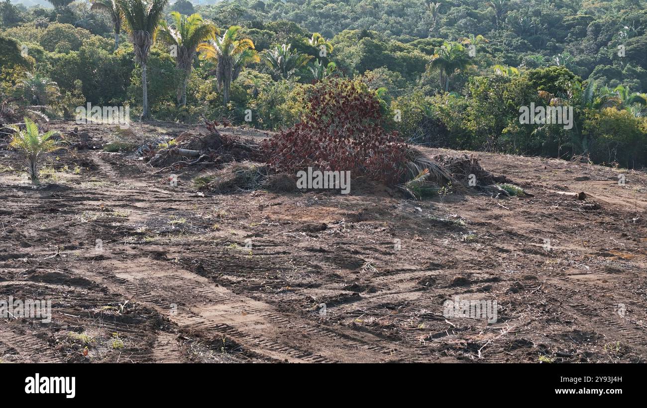 salvador, bahia, brazil - august 22, 2024: Environmental reserve ...