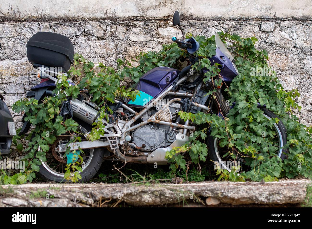 an old motorcycle abandoned by the owner covered in climbing weeds and ...
