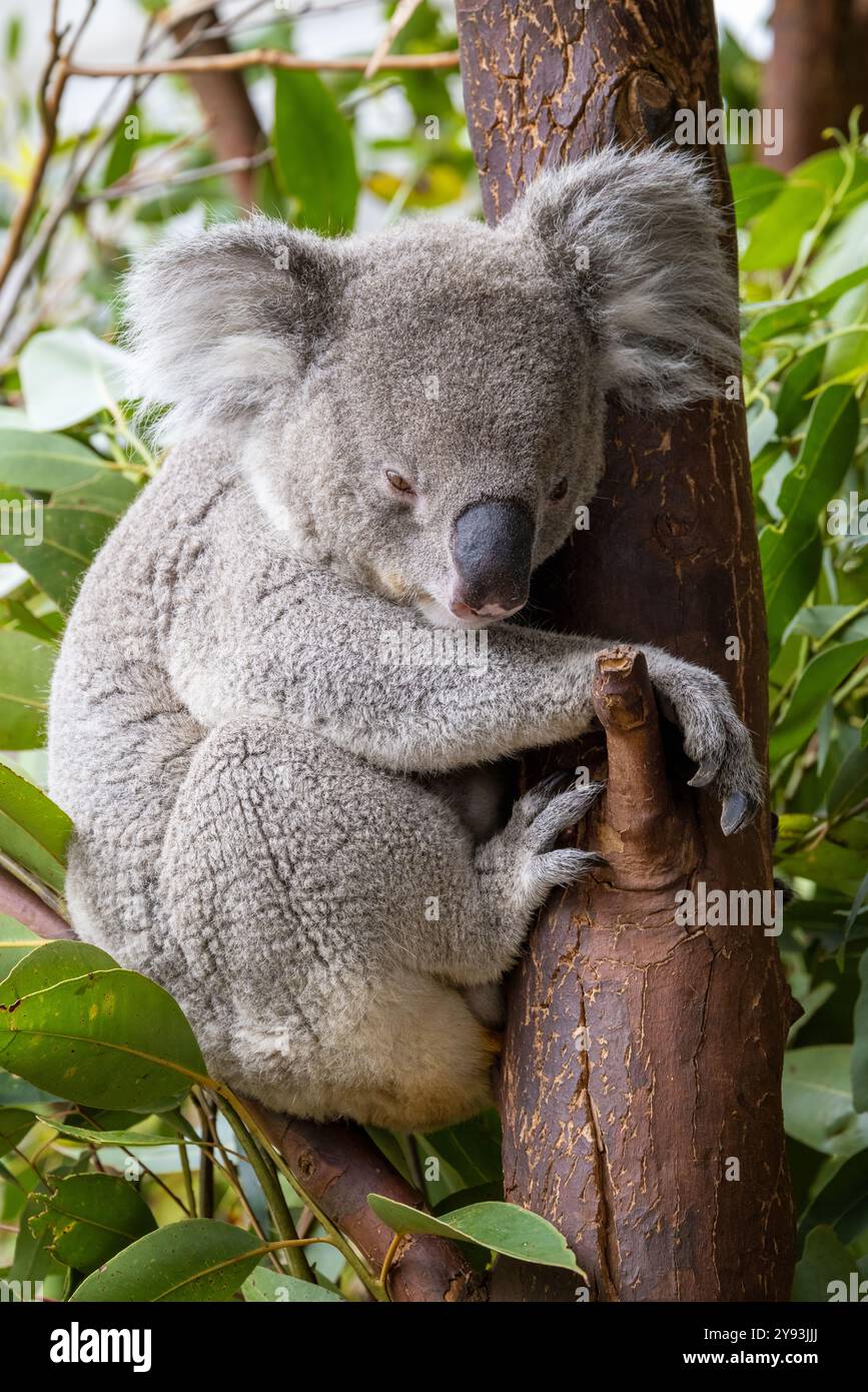 An adult koala, Phascolarctos cinereus, in a rubber tree, Australia ...