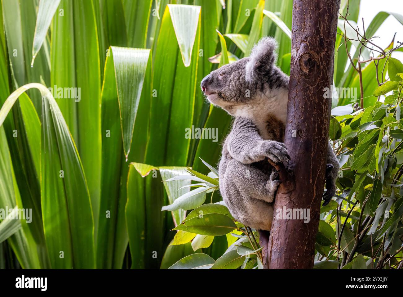 An adult koala, Phascolarctos cinereus, in a tree, Australia. This cute ...