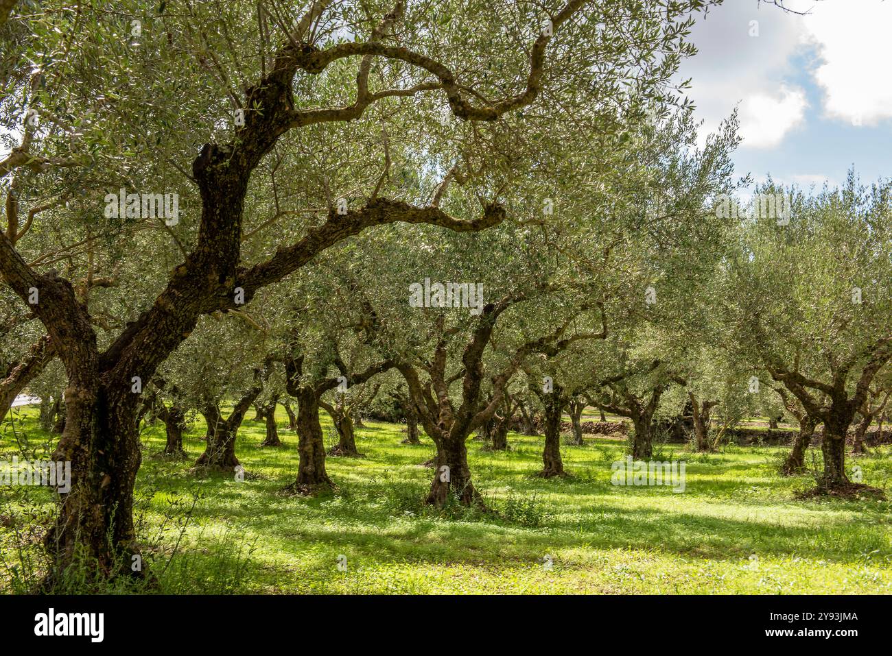 well establish and mature olive trees growing in an olive grove on ...