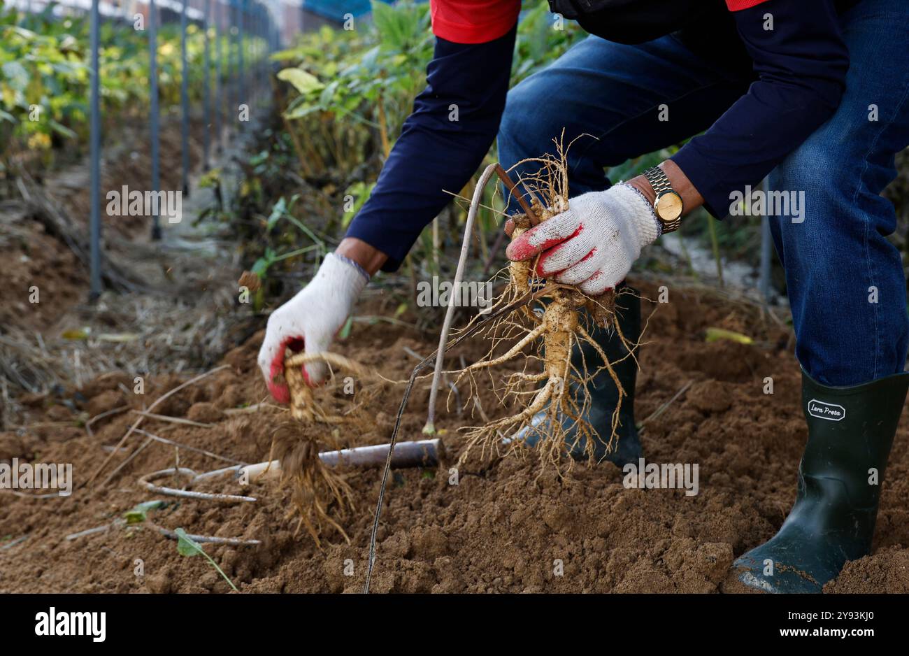 Geumsan, South Korea. 8th Oct, 2024. A man harvests a 6-year ginseng ...