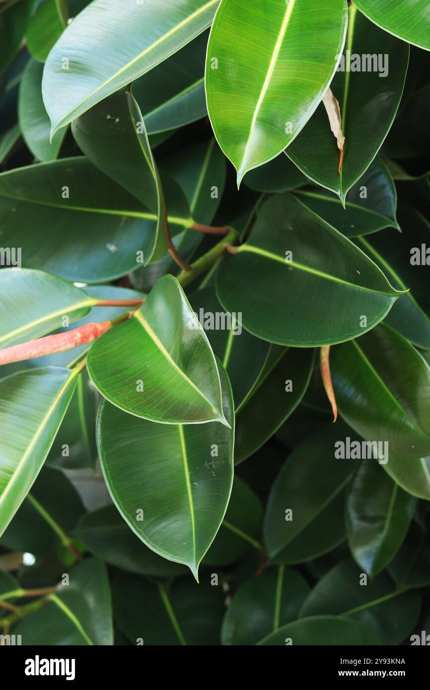 Ficus, leaves close-up. Close-up of green ficus leaves on a tree. Ficus ...