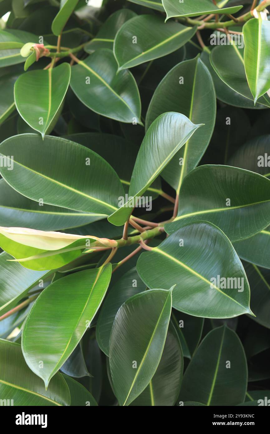 Ficus, leaves close-up. Close-up of green ficus leaves on a tree. Ficus elastica leaves close-up ...