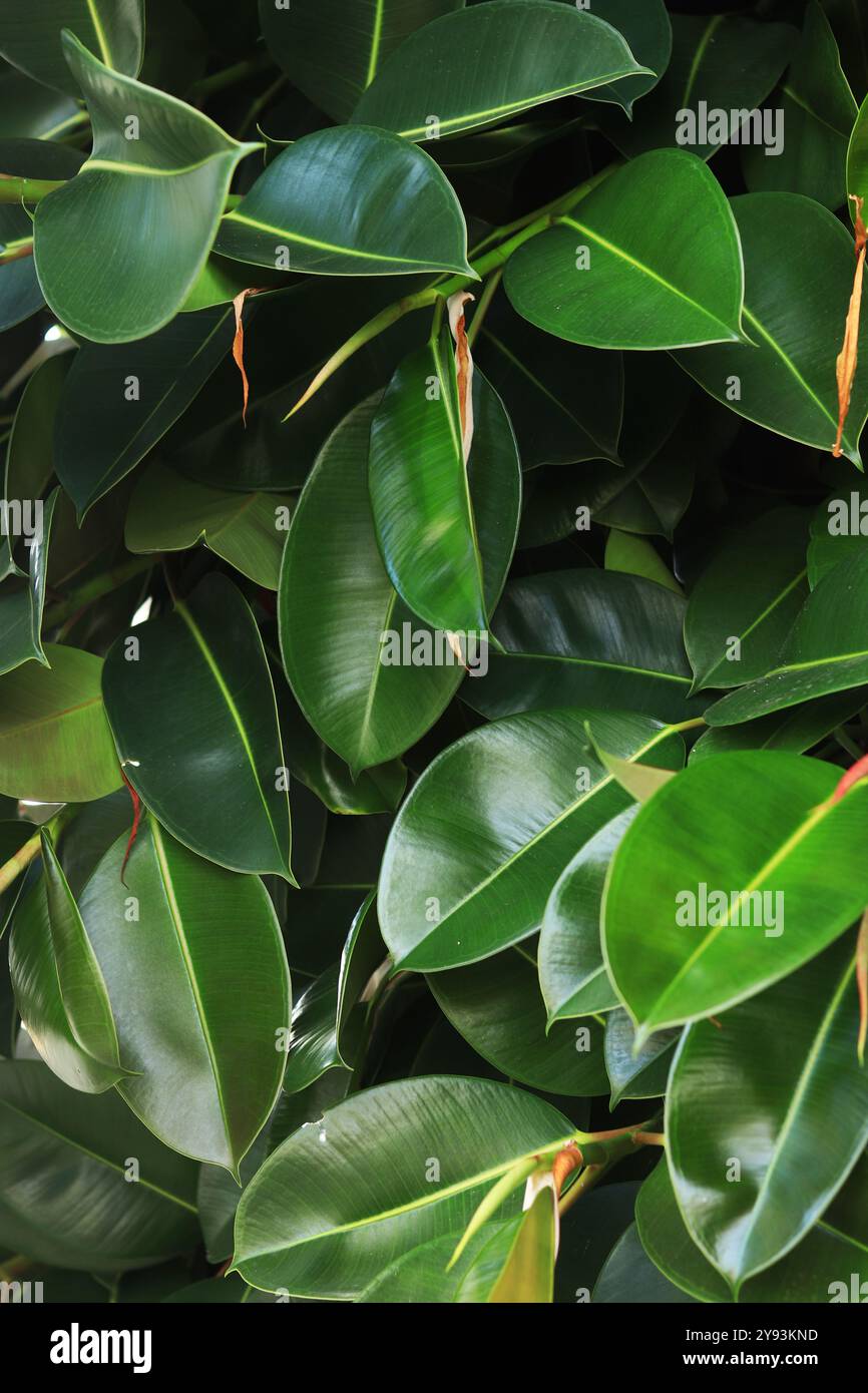 Ficus, leaves close-up. Close-up of green ficus leaves on a tree. Ficus ...