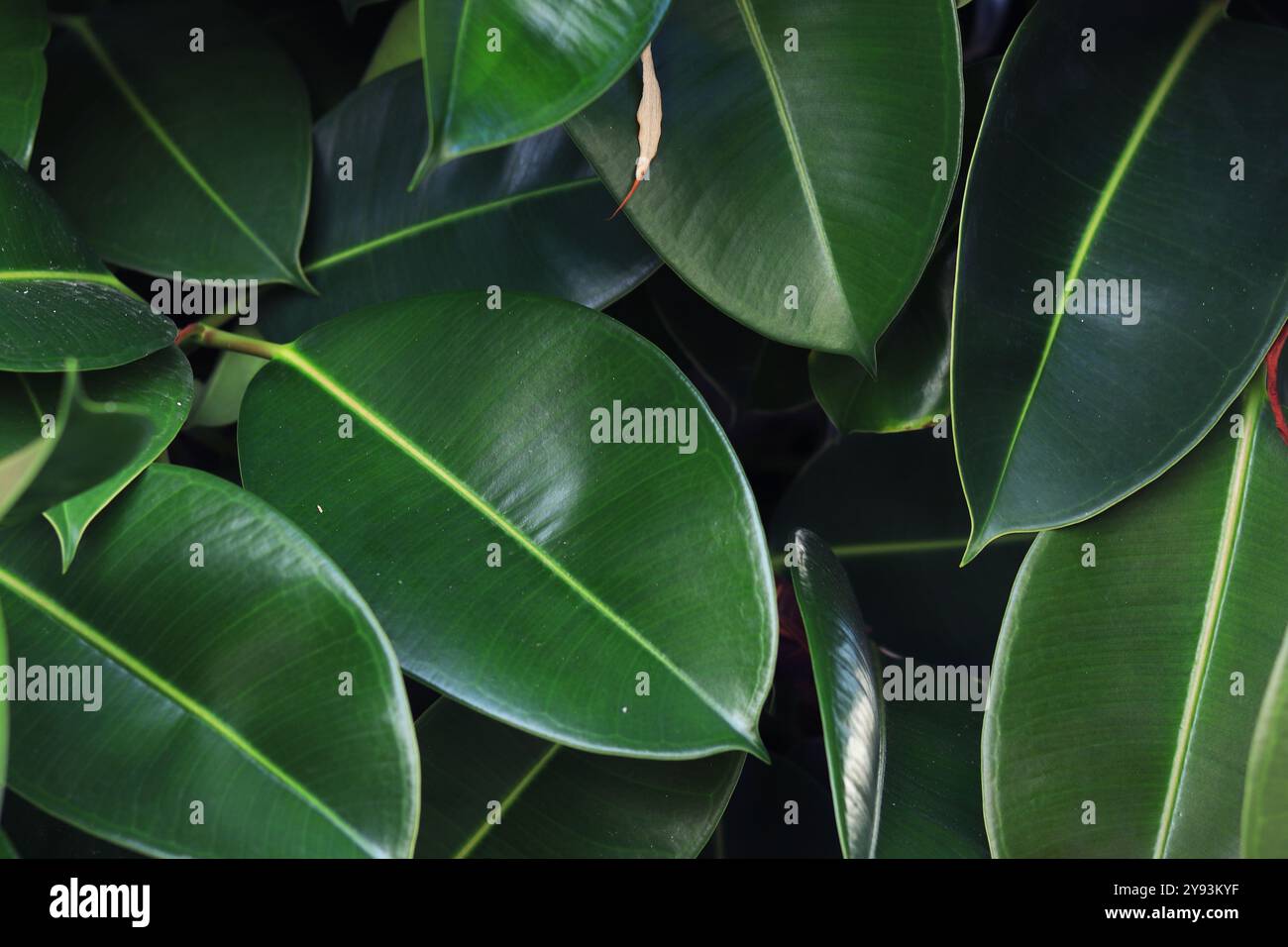 Ficus, leaves close-up. Close-up of green ficus leaves on a tree. Ficus ...
