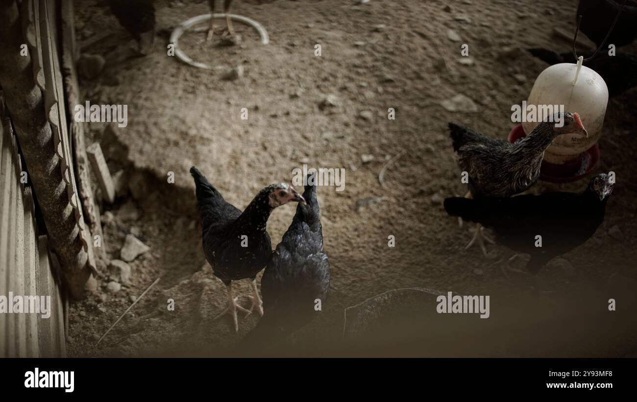 the chicken lives in the cage Stock Photo - Alamy