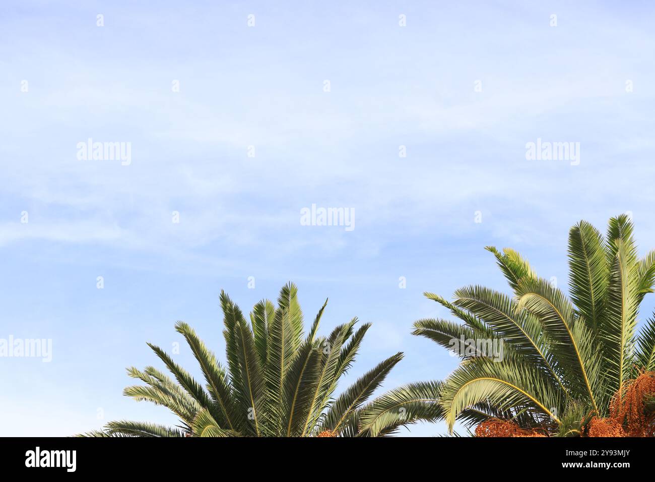 Date palm with golden yellow dates against the sky. Beautiful view of ...