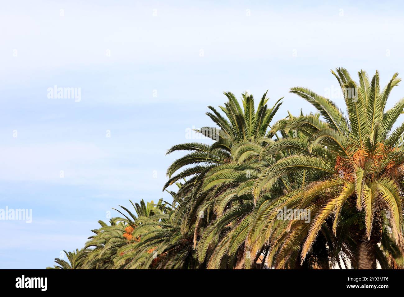 Date palm with golden yellow dates against the sky. Beautiful view of ...