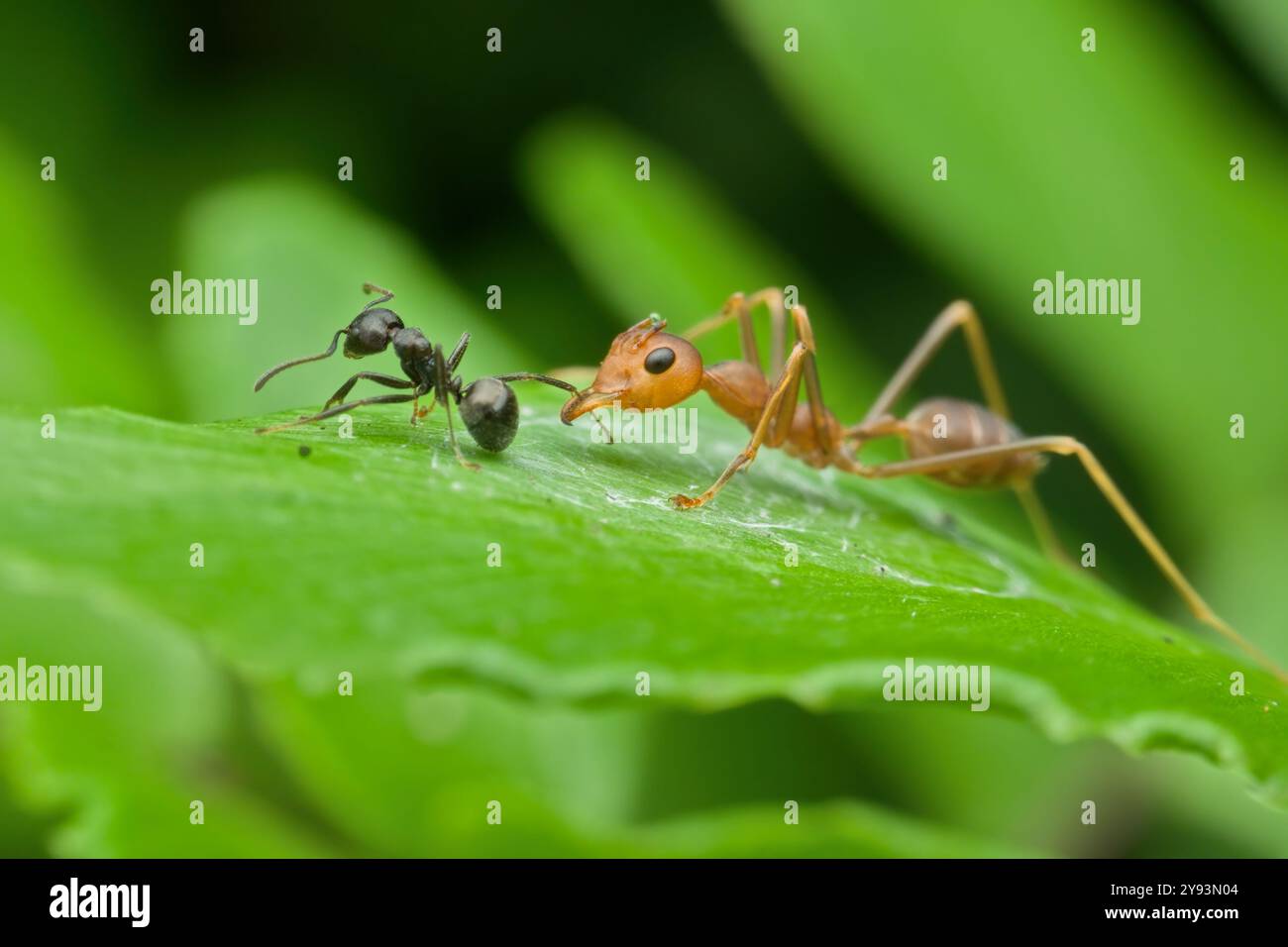 Weaver ant bite black garden ant on the fern leaves Stock Photo - Alamy