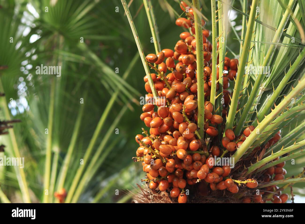 Fruiting dwarf fan palm. Close-up of fan palm on a sunny day. Tropical ...