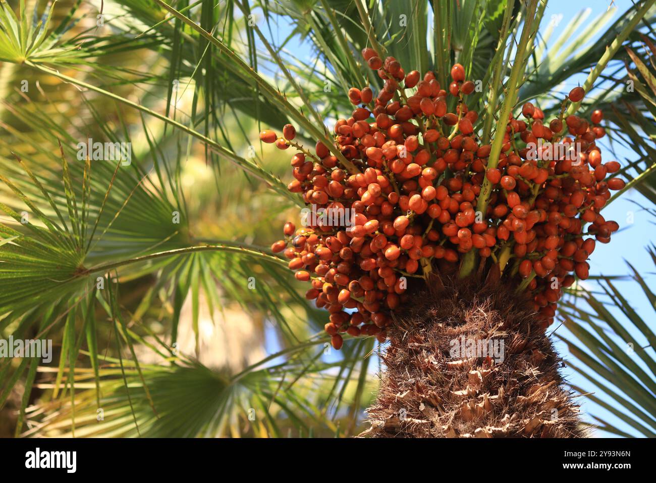 Fruiting dwarf fan palm. Close-up of fan palm on a sunny day. Tropical ...