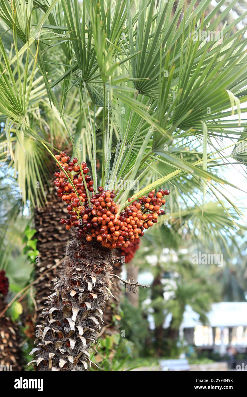 Fruiting dwarf fan palm. Close-up of fan palm on a sunny day. Tropical ...