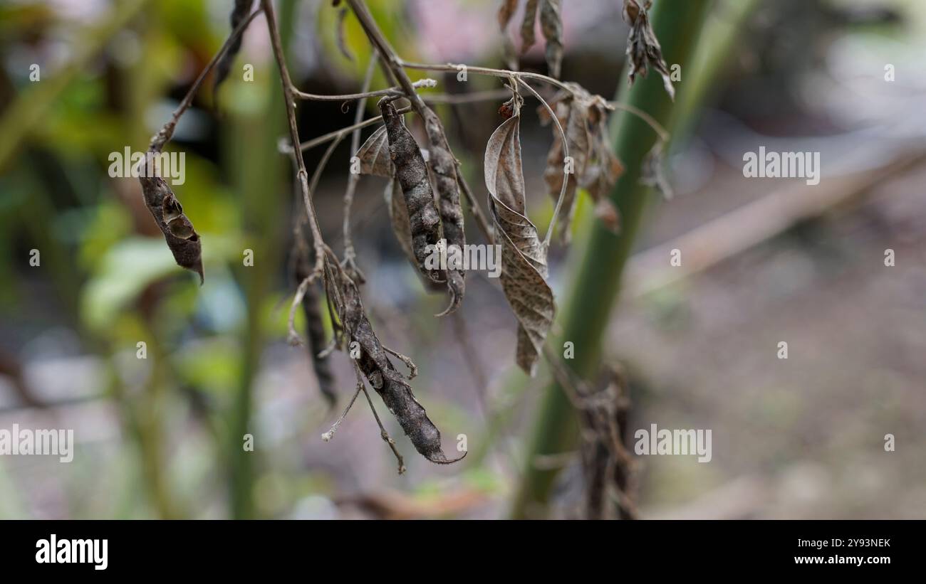 Cajanus cajan hi-res stock photography and images - Alamy