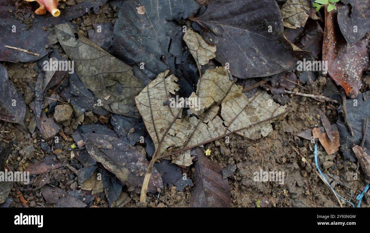 dry leaves falling Stock Photo - Alamy
