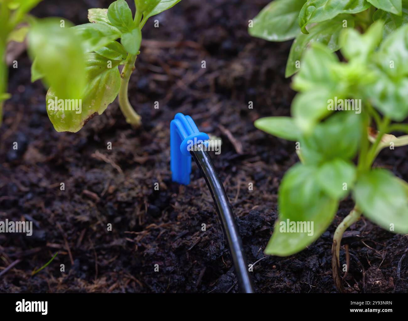 Ensuring hydration hi-res stock photography and images - Alamy