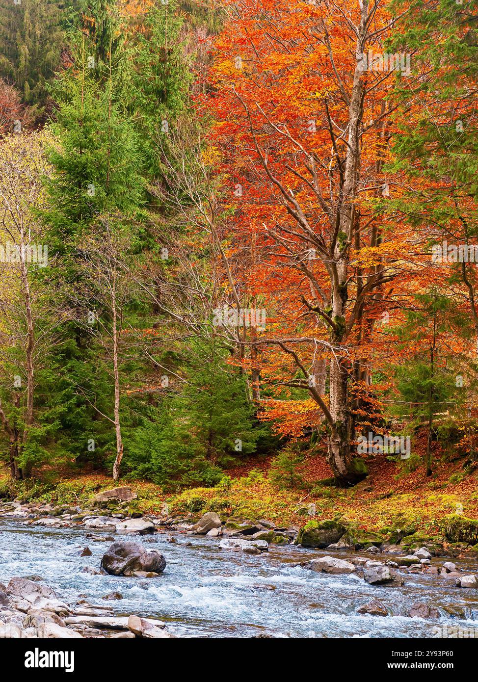 landscape with river in autumn. scenery of synevyr national park in ...