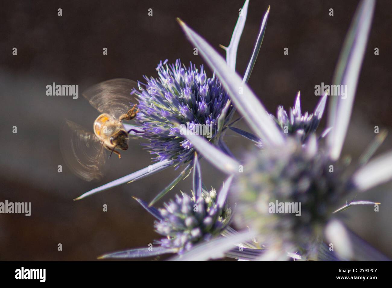 Fast flying bee hi-res stock photography and images - Alamy