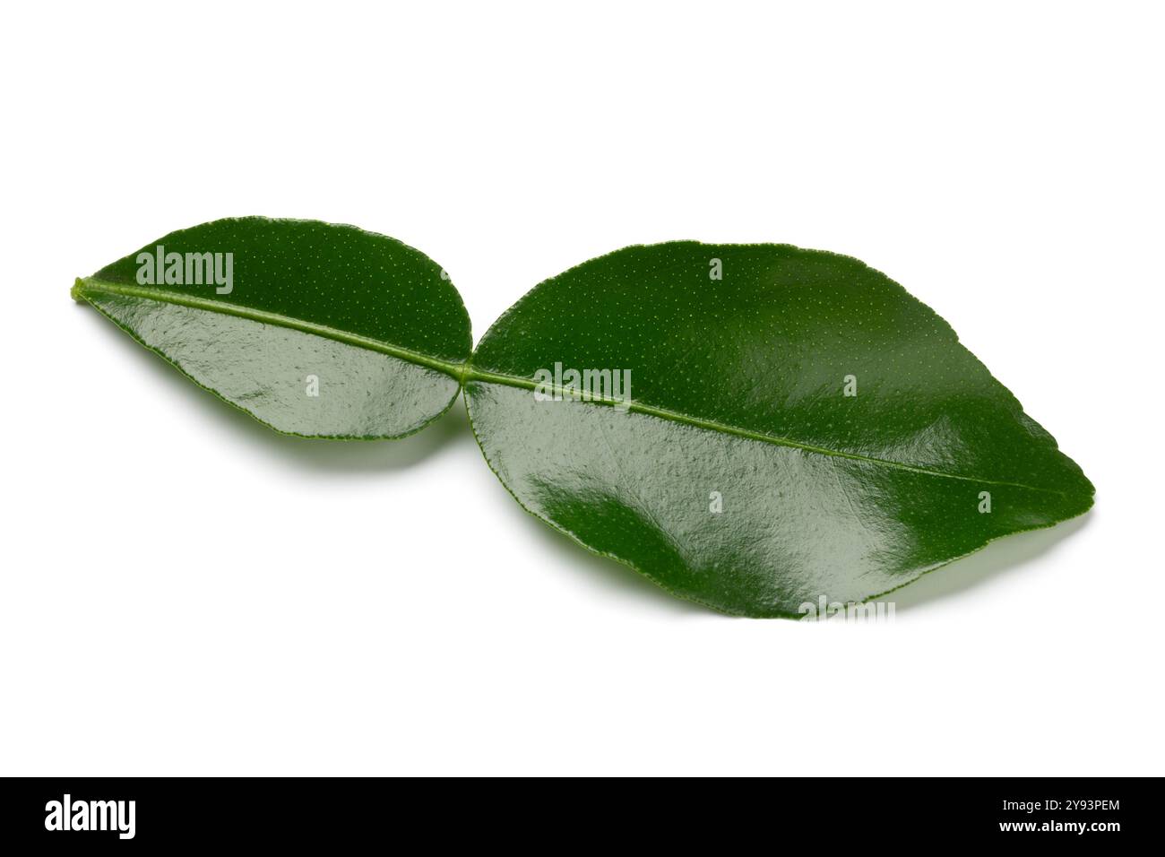Single fresh green kaffir lime leaf close up isolated,on white ...