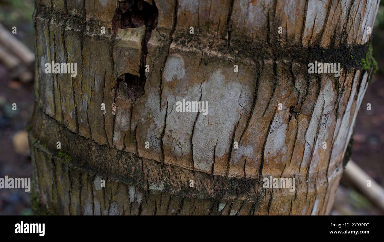 coconut tree details Stock Photo - Alamy