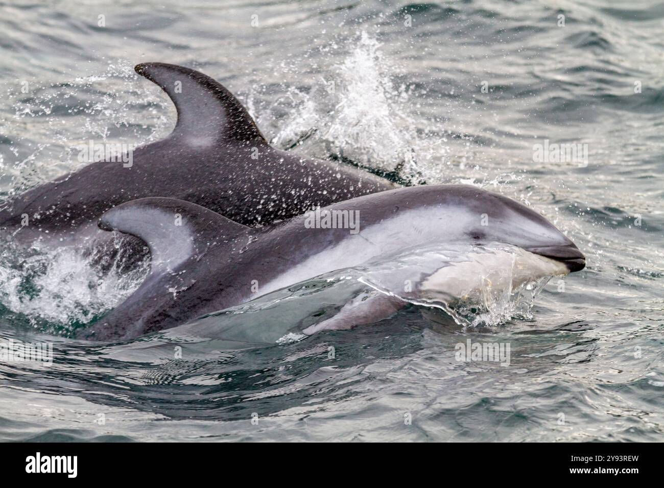 A pod of Pacific white-sided dolphins (Lagenorhynchus obliquidens ...