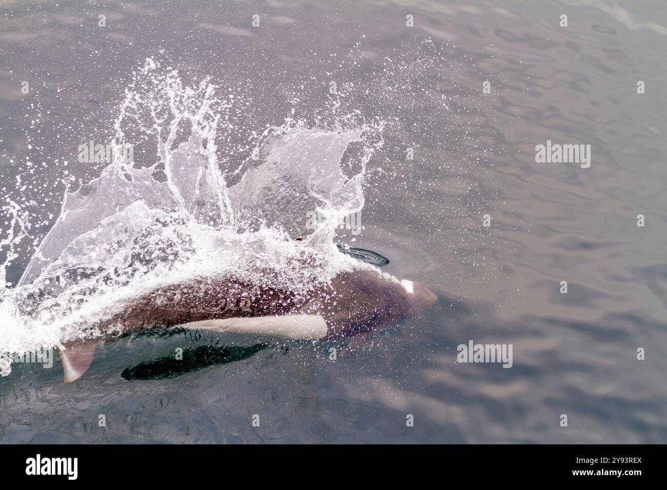 Visual exploration of marine biodiversity hi-res stock photography and ...