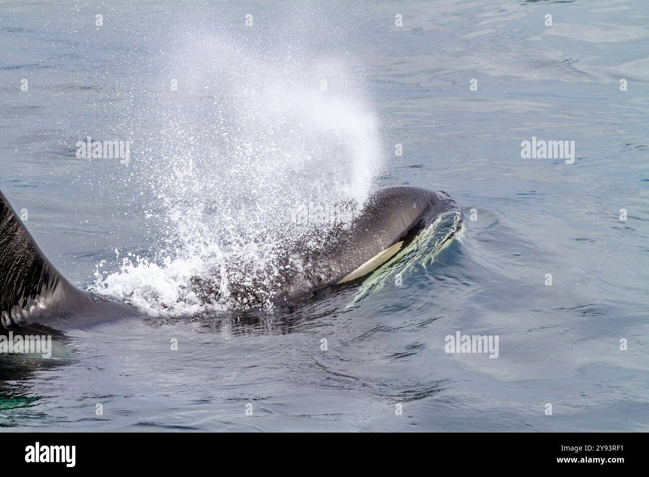An adult bull killer whale (Orcinus orca) surfacing in Johnstone Strait ...