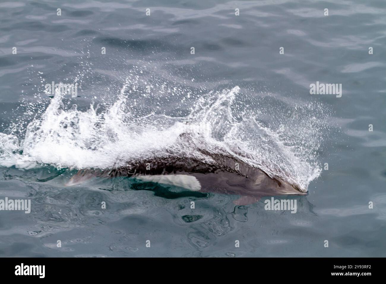 Adult Dall's porpoise (Phocoenoides dalli) surfacing with ...