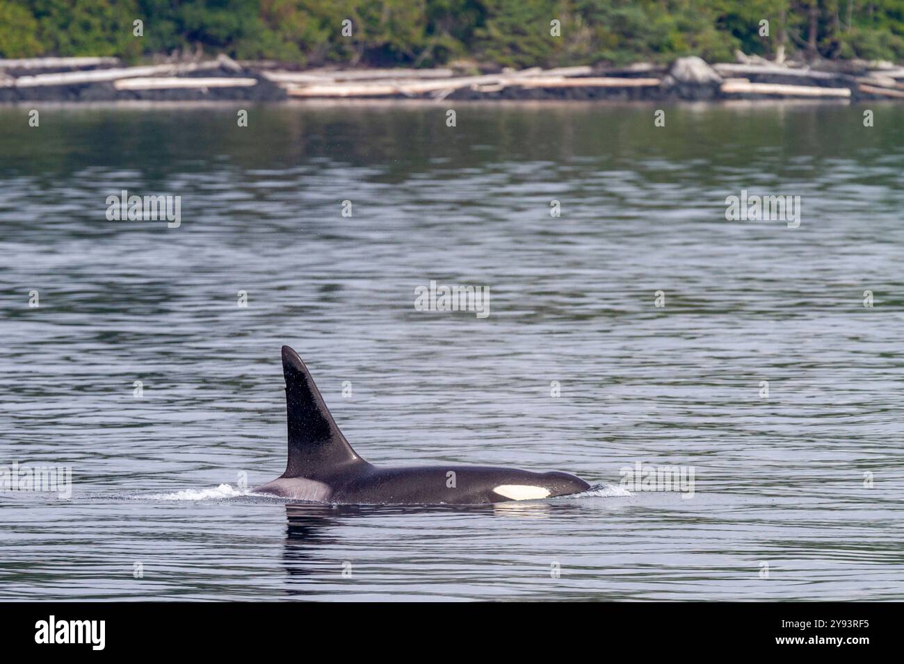 An adult bull killer whale (Orcinus orca) surfacing in Johnstone Strait ...