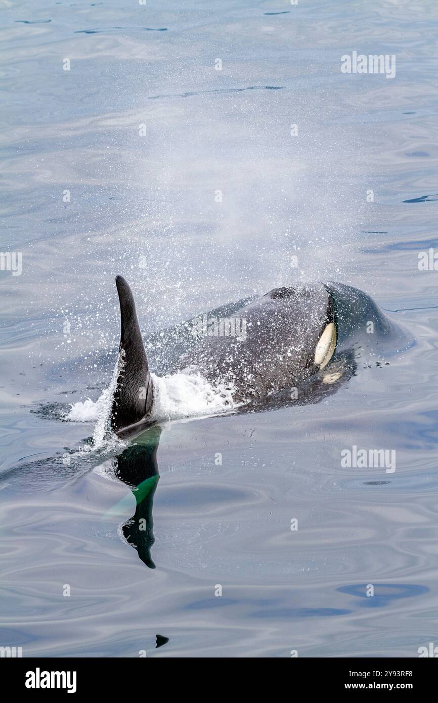 An adult bull killer whale (Orcinus orca) surfacing in Johnstone Strait ...
