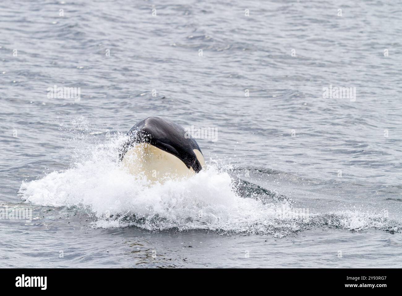 A juvenile killer whale (Orcinus orca) head-lunging in Chatham Strait ...