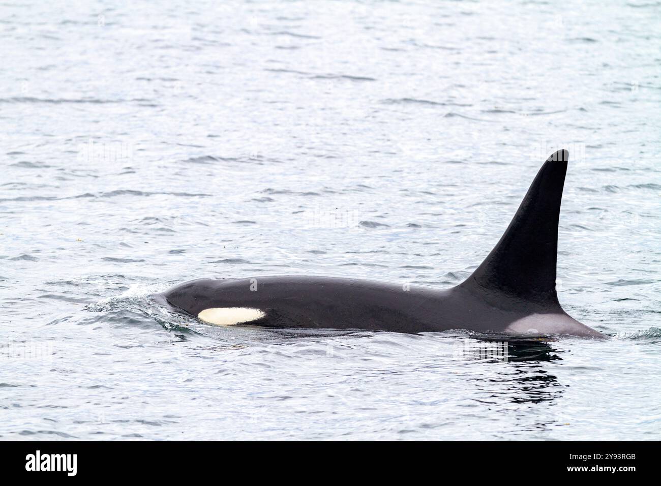 Adult bull killer whale (Orcinus orca) surfacing in Chatham Strait ...