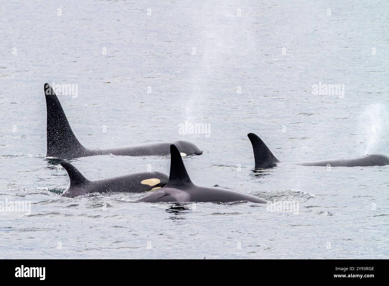 A pod of killer whales (Orcinus orca) surfacing in Chatham Strait ...