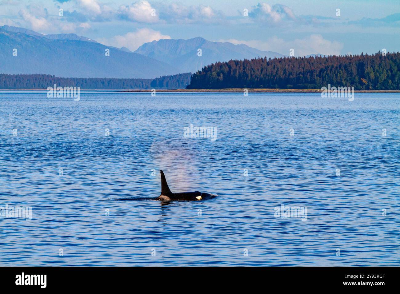 Adult bull killer whale (Orcinus orca) surfacing in Glacier Bay ...