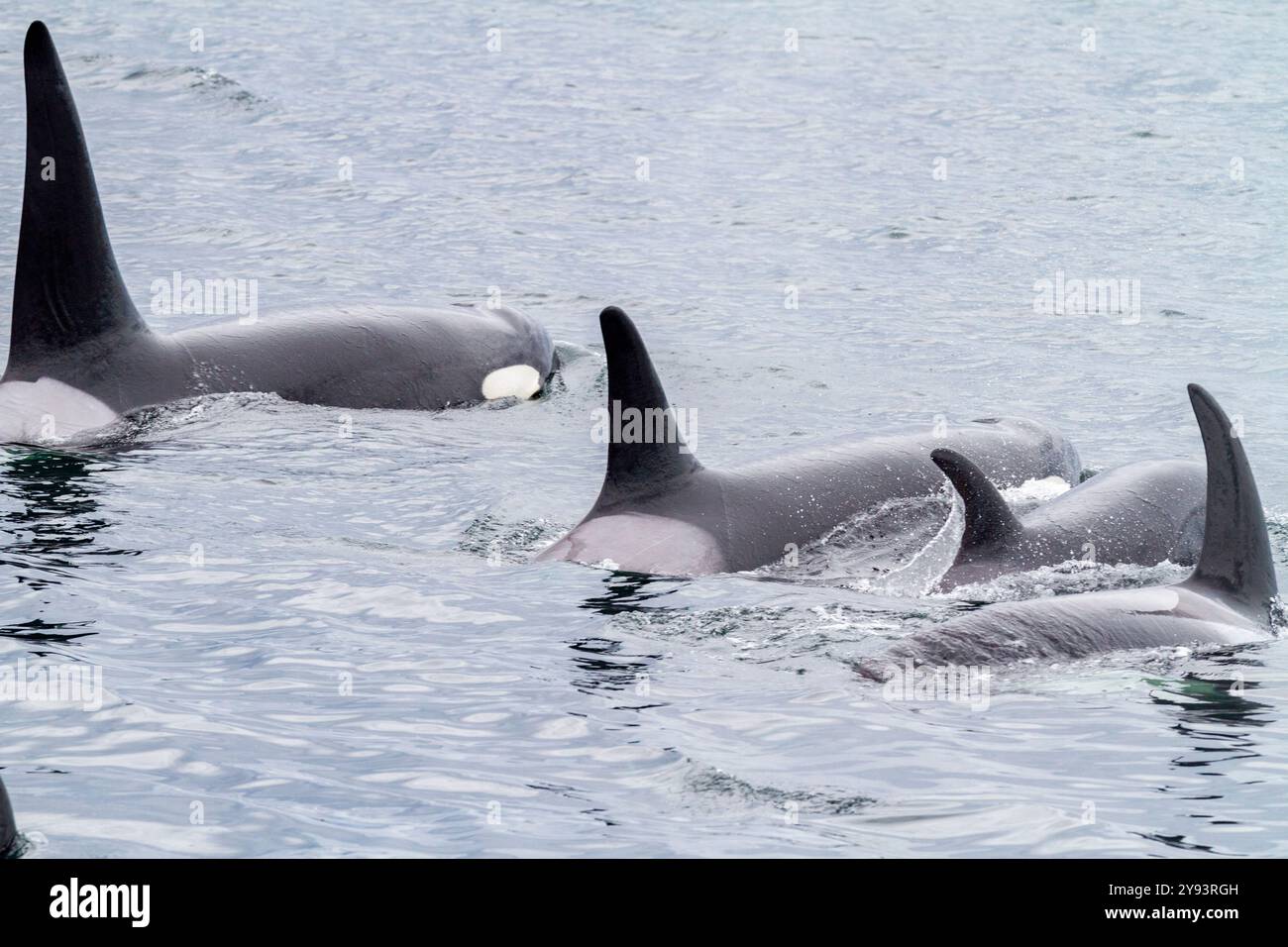 A pod of killer whales (Orcinus orca) surfacing in Chatham Strait ...