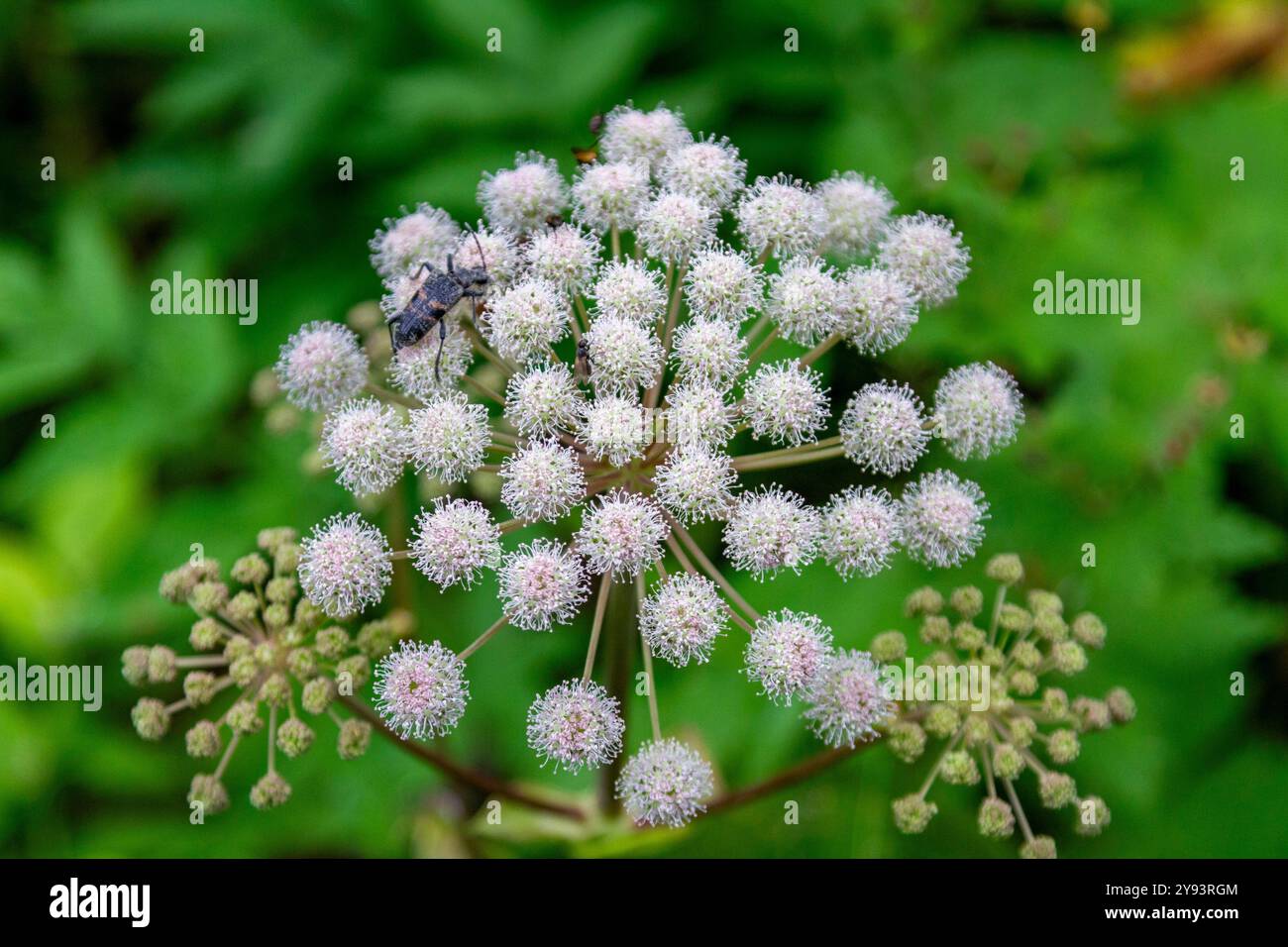 Botanical study flora found hi-res stock photography and images - Alamy