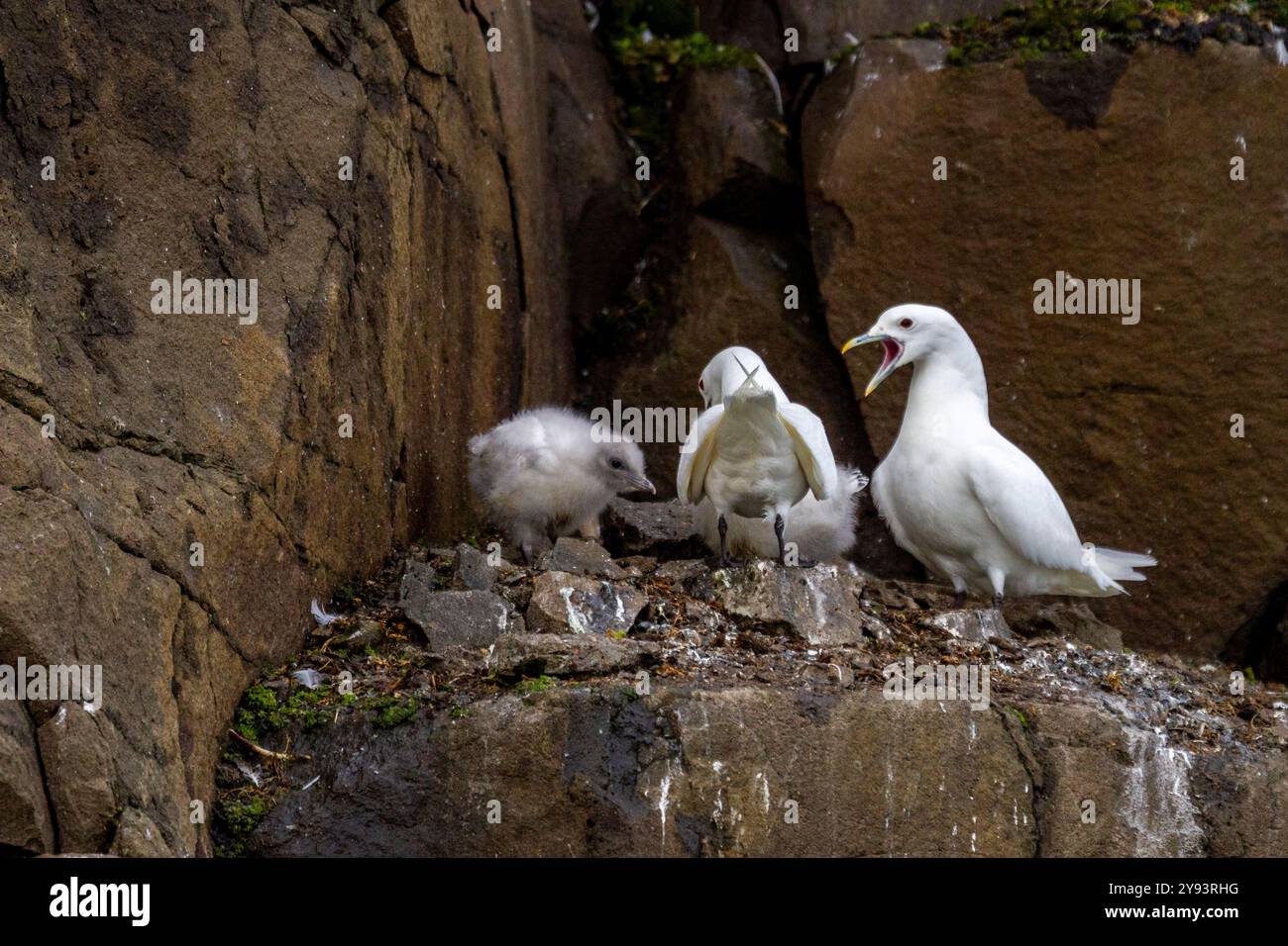 A newly discovered ivory gull (Pagophila eburnea) breeding colony on ...