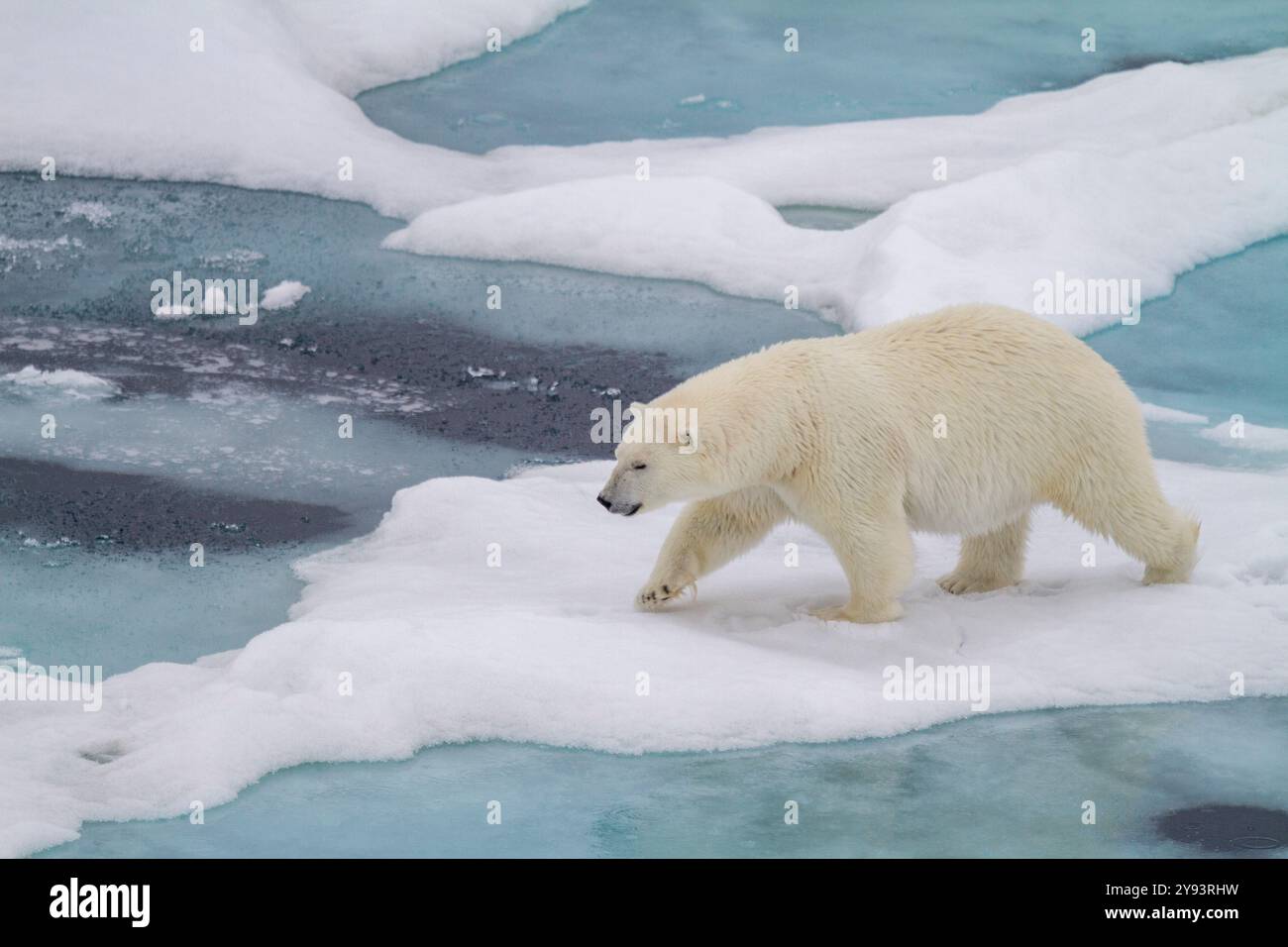 Polar Bear Sledge