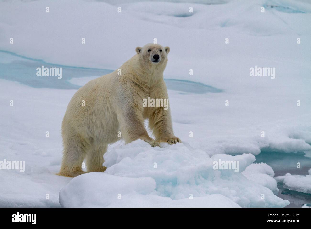 Adult male polar bear (Ursus maritimus) on multi-year ice floes in ...