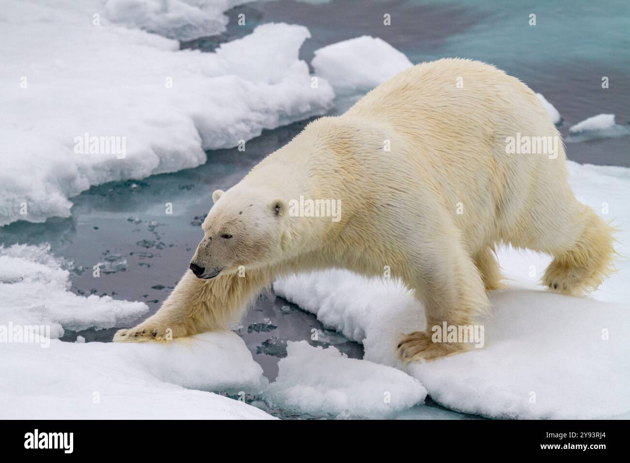 Adult male polar bear (Ursus maritimus) on multi-year ice floes in ...